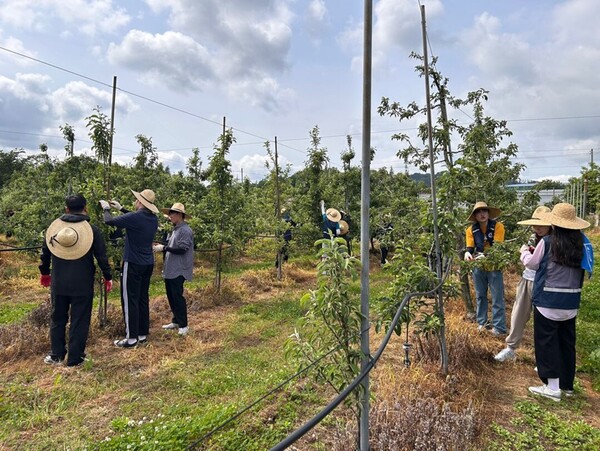 충남교육청 직원들, 예산 농가에 ‘든든한 일손’ 보태